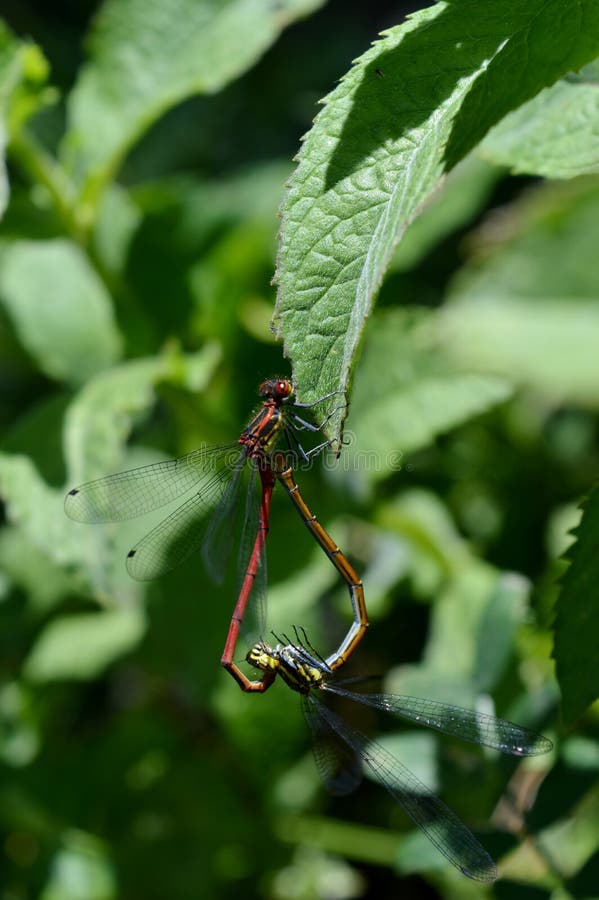 Red dragonflies in love stock image. Image of dragonflies - 223282583
