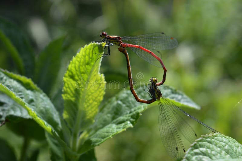 Red dragonflies in love stock image. Image of plant - 223282601