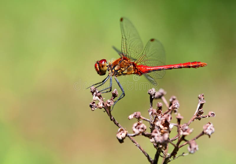 Red Eyes stock photo. Image of macro, anisoptera, nature - 60504