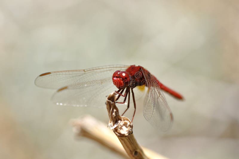 Red dragonfly stock image. Image of pond, dragonfly, anisoptera - 15985427