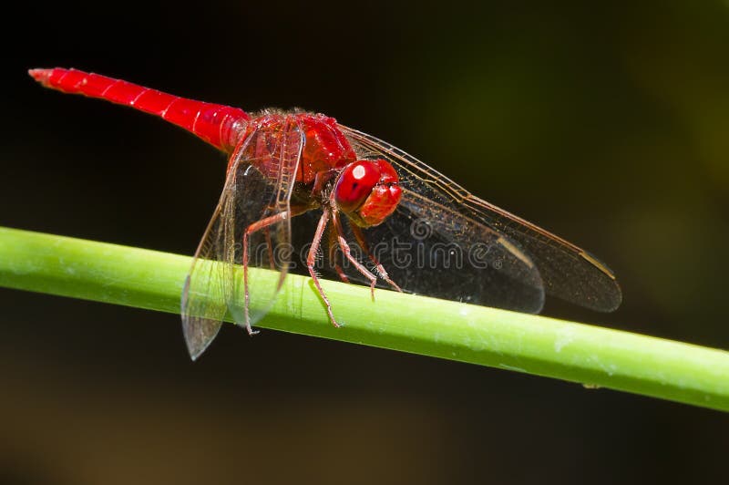 Red dragonfly stock image. Image of insect, branch, animal - 22684311