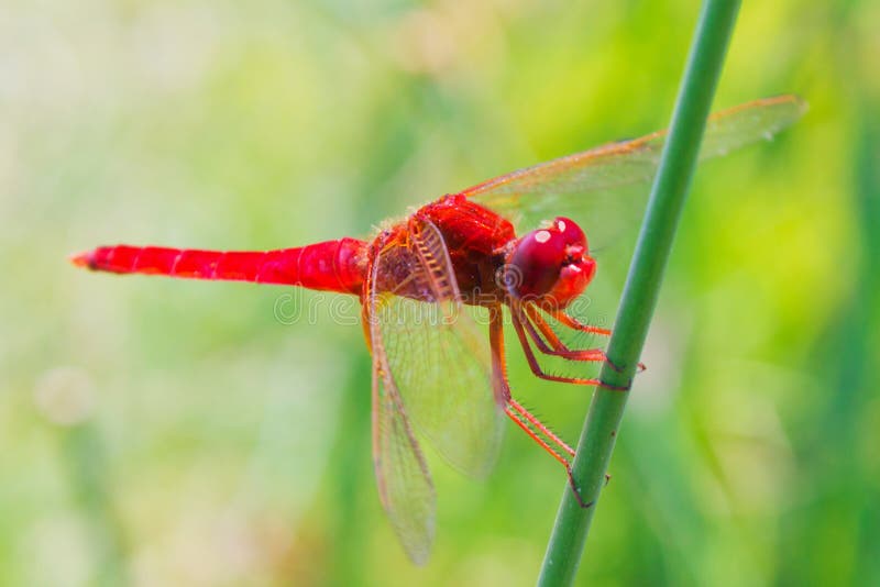 Red Dragonfly stock photo. Image of beautiful, water - 27066042