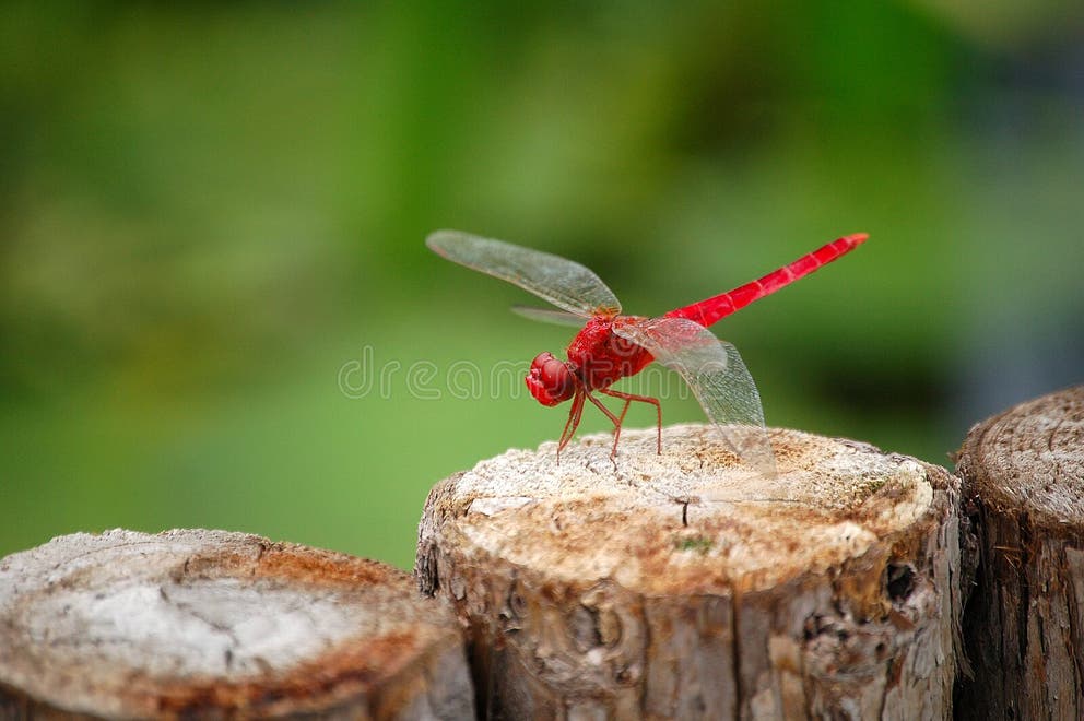 Red dragonfly stock image. Image of dragonfly, pond, color - 3218623