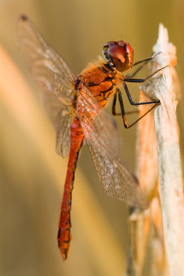 Red dragonfly stock image. Image of wing, close, stem - 3811737