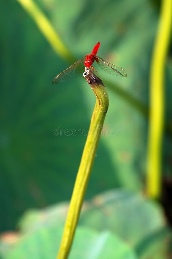 Red dragonfly stock image. Image of wild, season, nature - 7375075