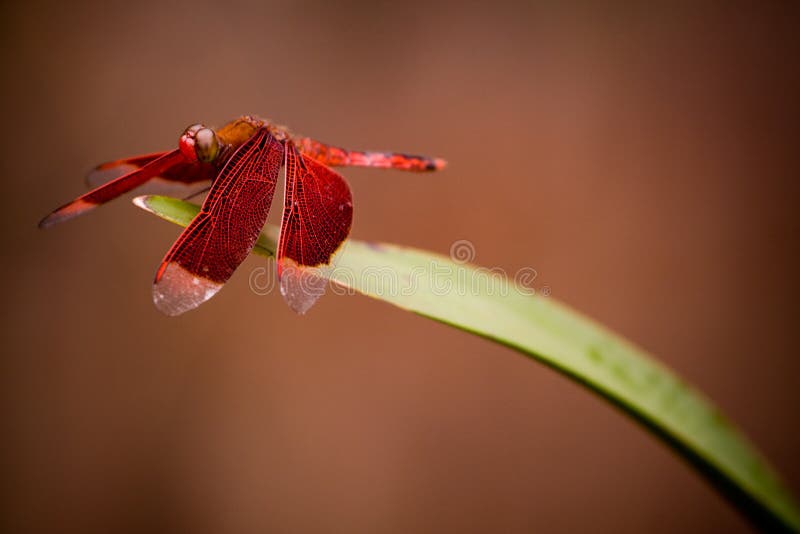 Red dragonfly stock image. Image of color, wildlife, insect - 8113899