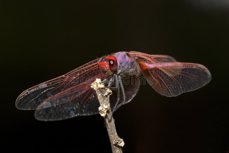 Red dragonfly stock image. Image of crocothemis, animals - 33827017