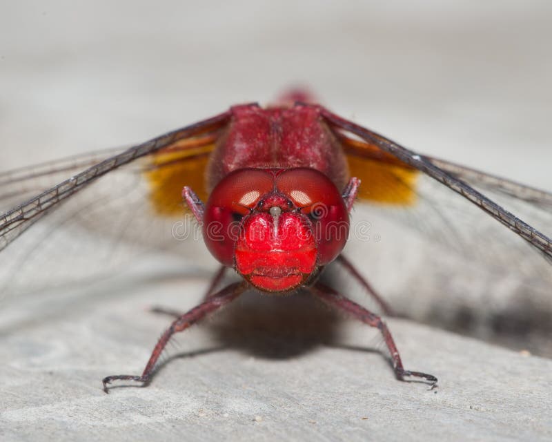 Red dragonfly - Angry face stock image. Image of spring - 31762853