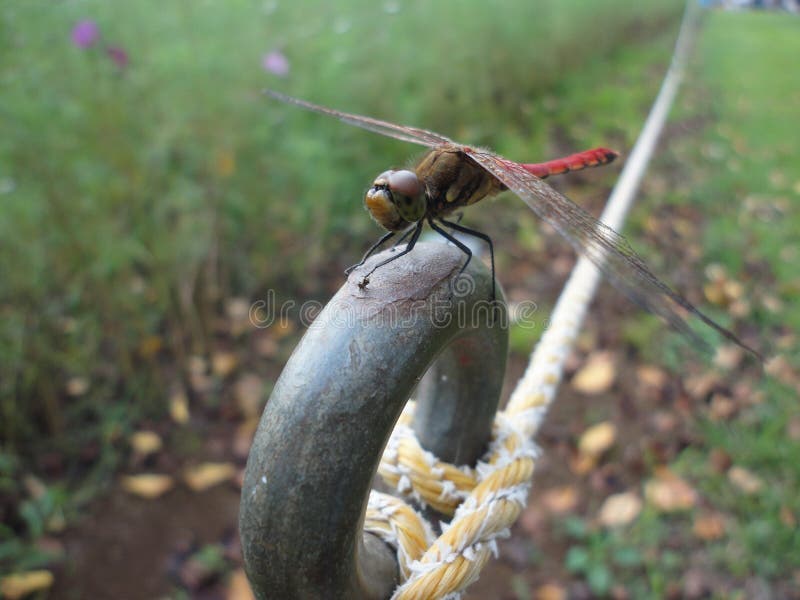 A red dragonfly stock image. Image of color, colors, dragonflies - 78159121