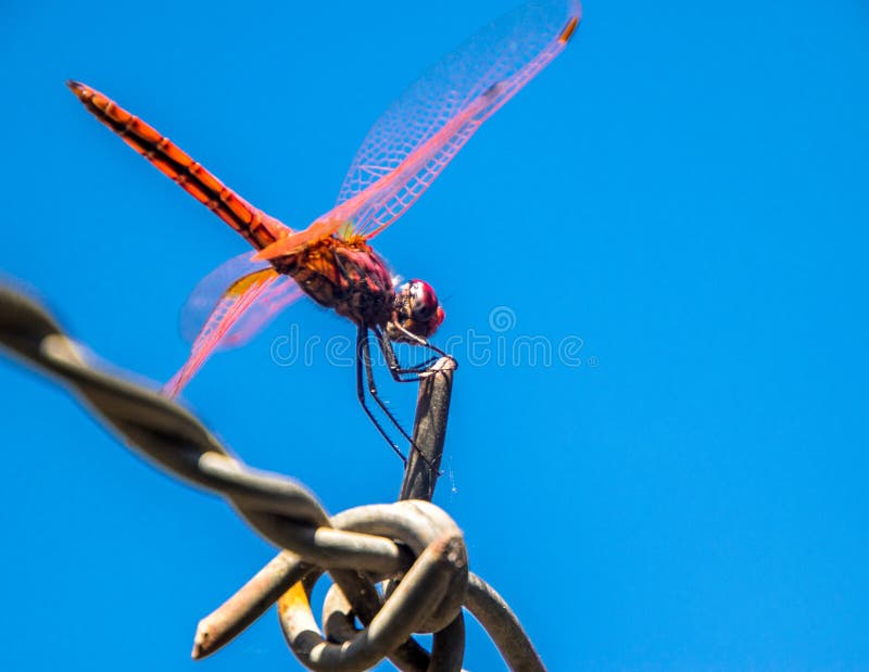 Red Dragonfly stock image. Image of evil, landed, perched - 125573167