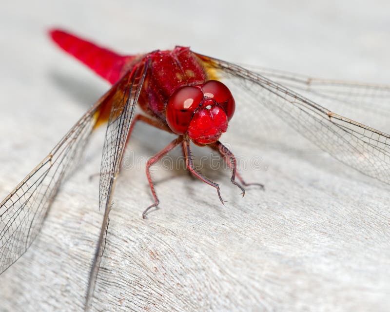 Red dragonfly stock photo. Image of wings, nature, dragonfly - 31519462