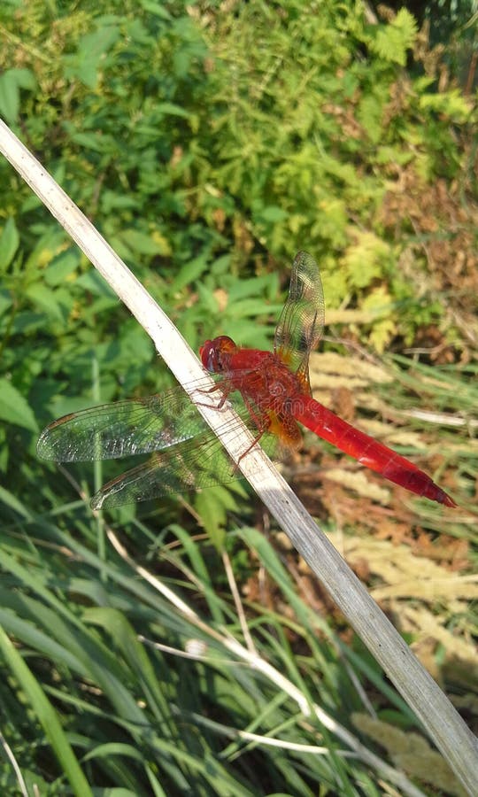 Red dragonfly stock image. Image of creature, beauty - 76580271