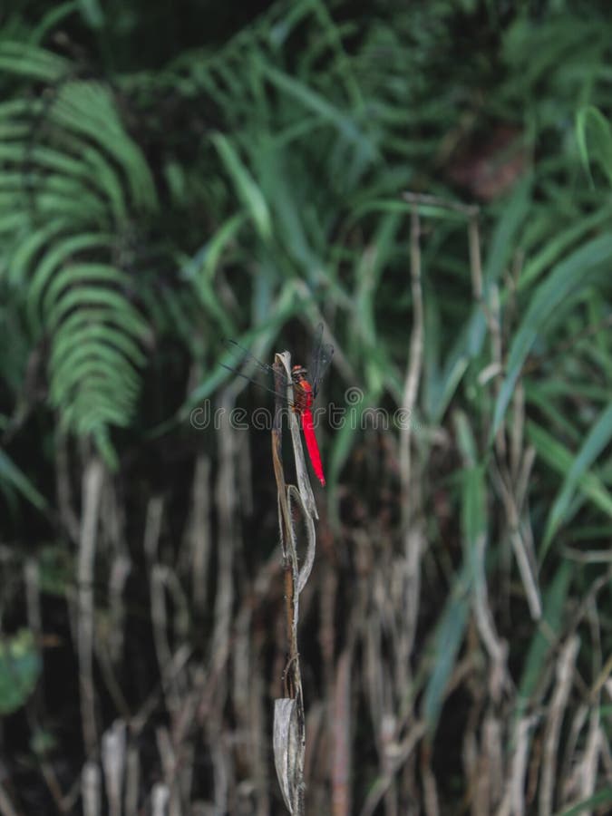 The Red Dragonfly Blushes on the Dead Leaves Stock Image - Image of ...