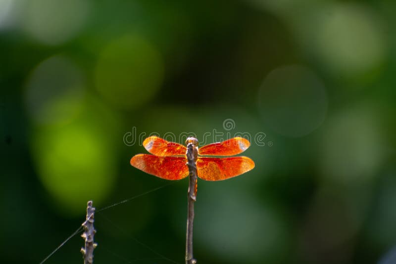 Red dragonfly stock photo. Image of wing, flower, petal - 181171512