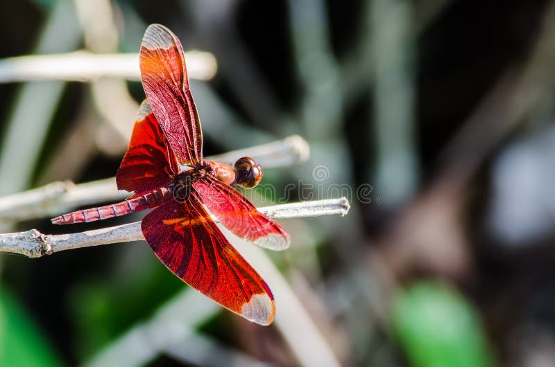 Red Dragonfly stock photo. Image of foliage, detail, body - 30362584
