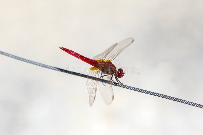 Red Dragonfly stock photo. Image of insect, wings, close - 160581758