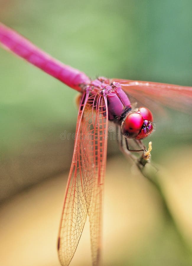 Red dragonfly close up stock image. Image of close, magenta - 192502969