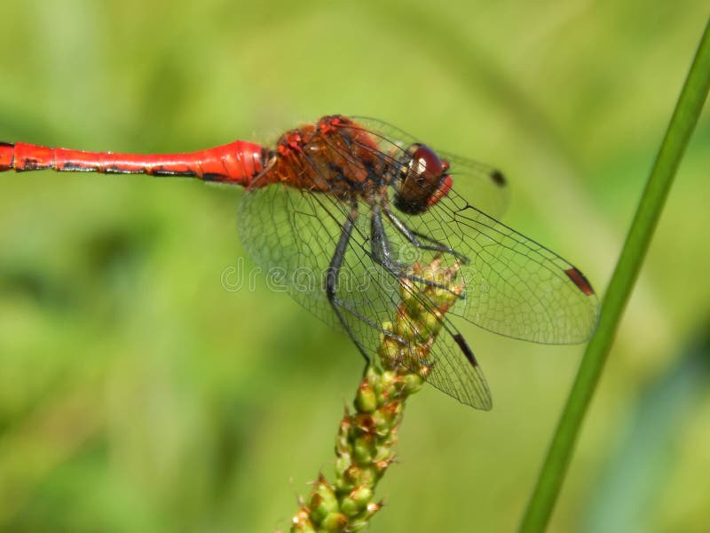 Red dragonfly close-up stock photo. Image of orange - 123065036