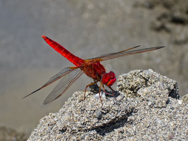Red dragonfly stock photo. Image of macro, close, nature - 62795782