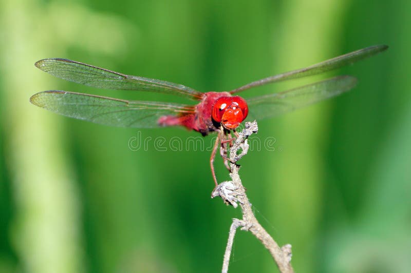 A Red Dragonfly stock photo. Image of wings, dragonfly - 101958048