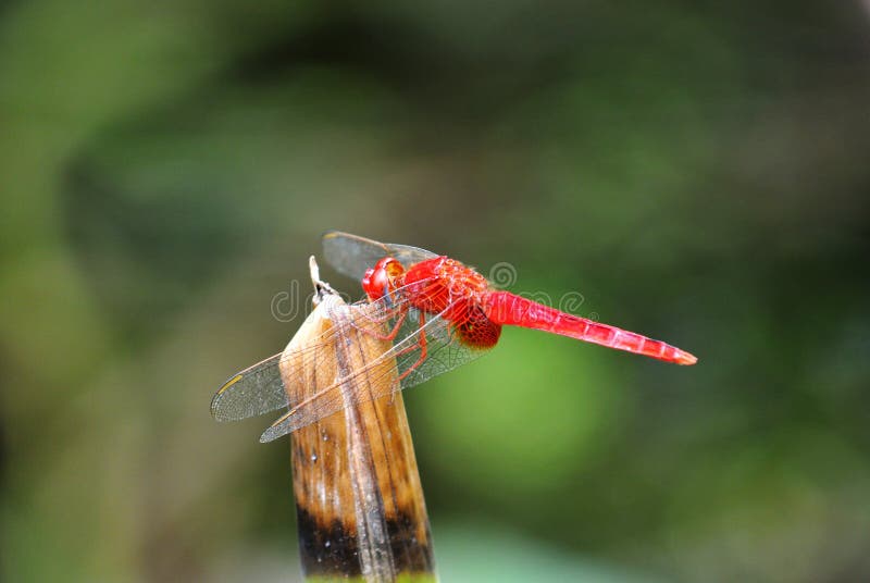 A red dragonfly stock photo. Image of dragonfly, dragon - 32820808