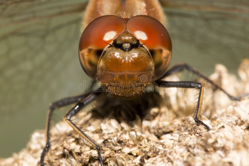 Red Dragonfly CloseUp stock image. Image of green, environment - 59050237