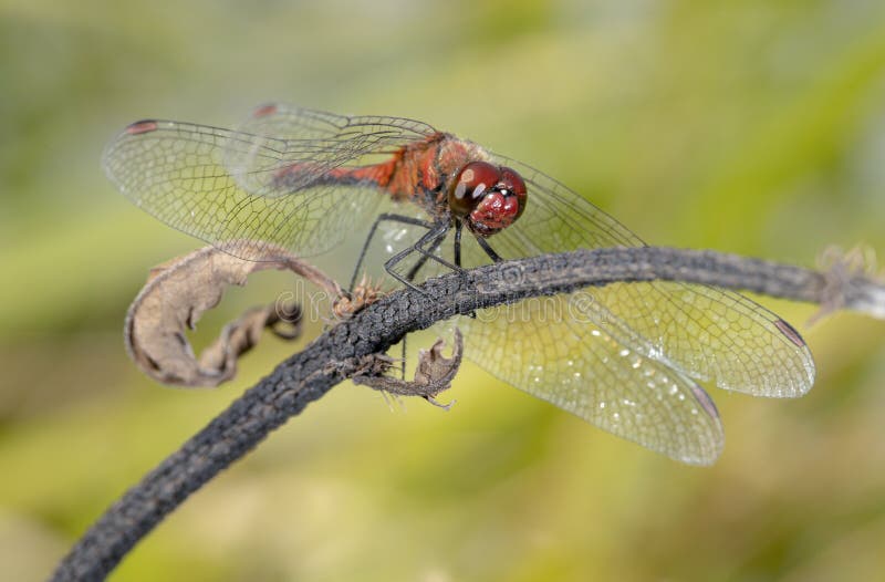 Red dragonfly stock photo. Image of dragonfly, speed - 208348722