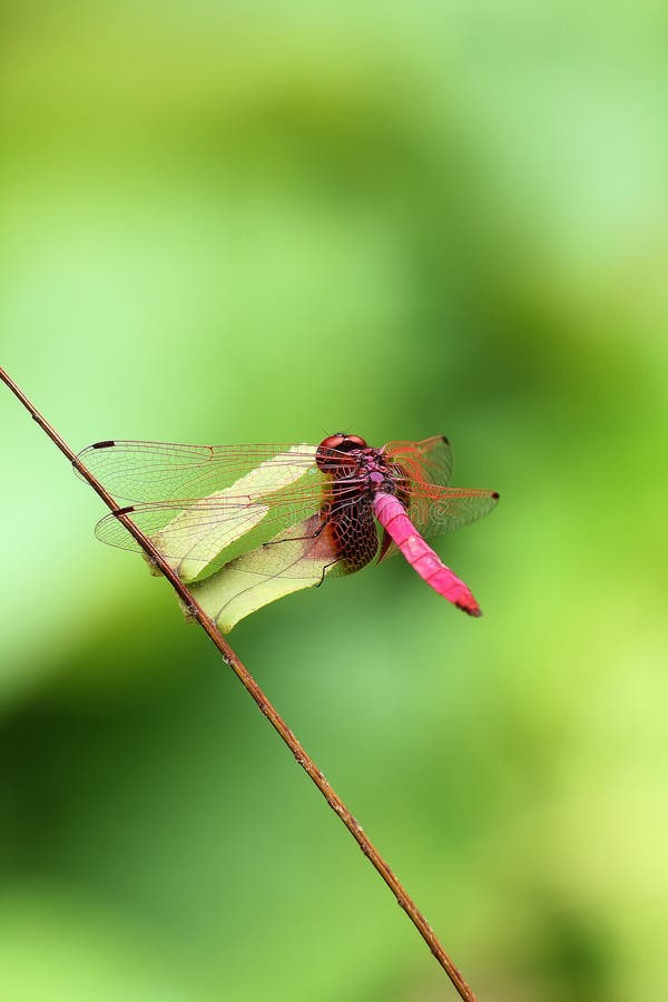 Red Dragonfly on a Small Branch. Stock Photo - Image of line, beam ...