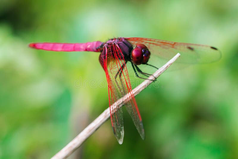 Red Dragonfly on Dry Branch Stock Photo - Image of leaf, blossom: 196386992