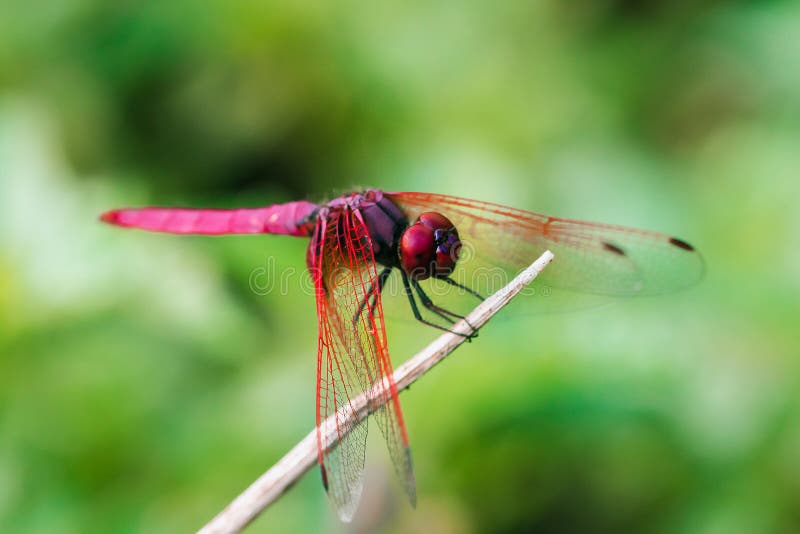 Red Dragonfly on Dry Branch Stock Image - Image of blossom, fauna ...