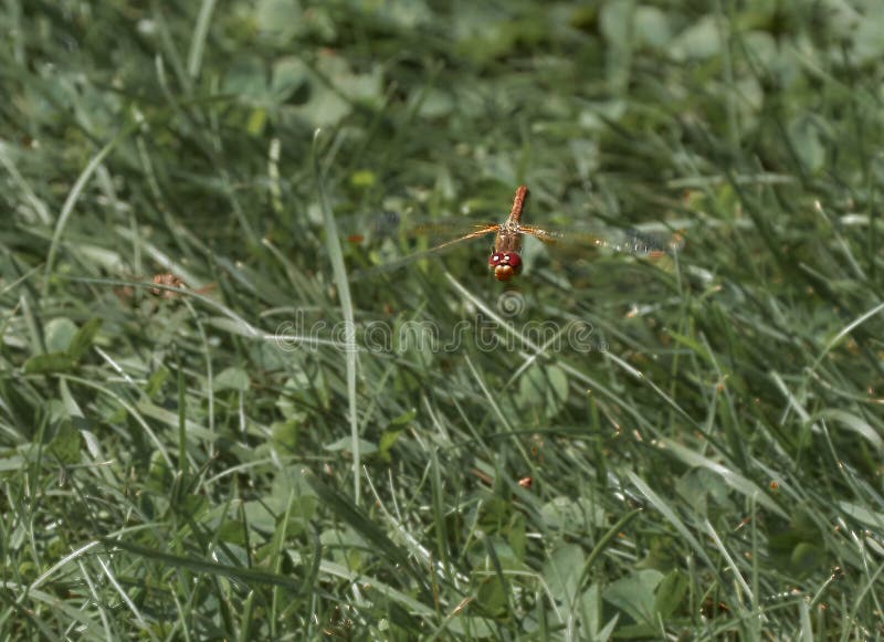 Red Dragonfly in Flight Over the Lawn in the Garden Stock Photo - Image ...