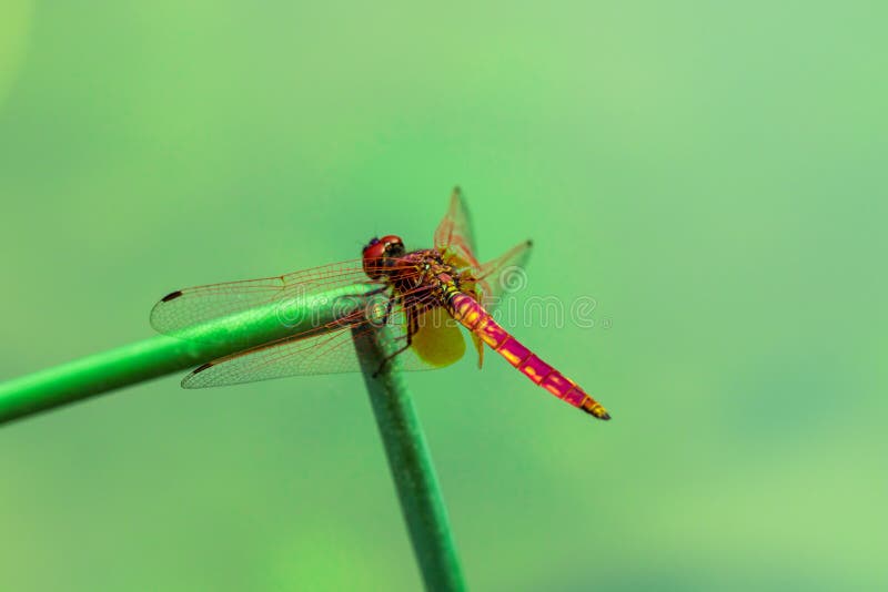 Red dragonfly stock photo. Image of beautiful, dragonfly - 58999866