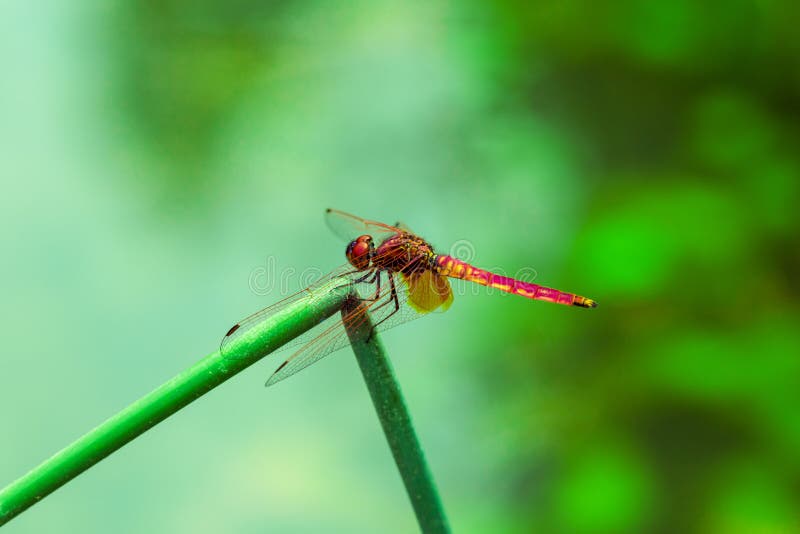 Red dragonfly stock image. Image of detail, beautiful - 58999913