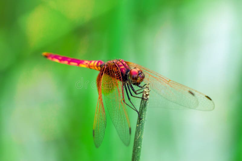 Red dragonfly stock photo. Image of biological, color - 59000032