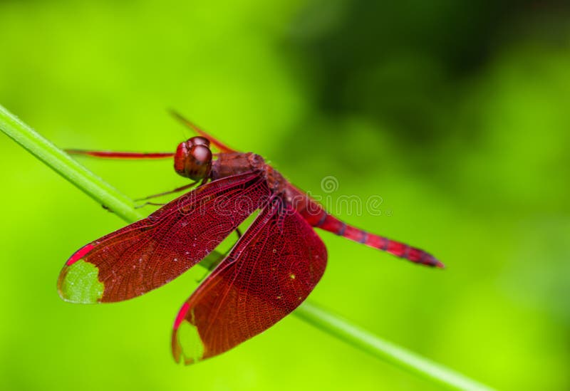 Red dragonfly stock image. Image of life, animals, eyes - 59000325
