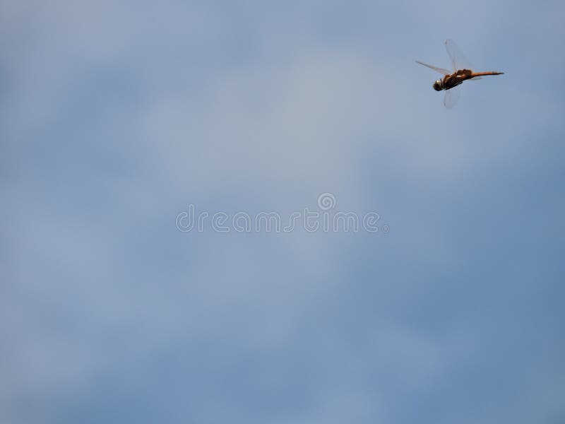 Red Dragonfly Flying Against Sky Stock Image - Image of clouds, cloudy ...