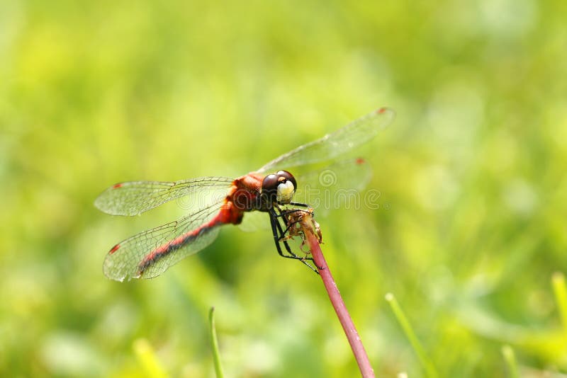 Red dragonfly stock photo. Image of nature, meadowhawk - 30502724