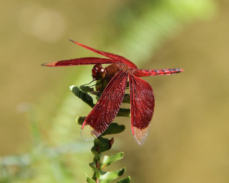 Red dragonfly stock image. Image of iridescent, travel - 65889639