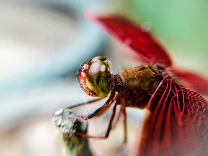 Red Dragonfly Insect Macroshot Stock Illustration - Illustration of ...