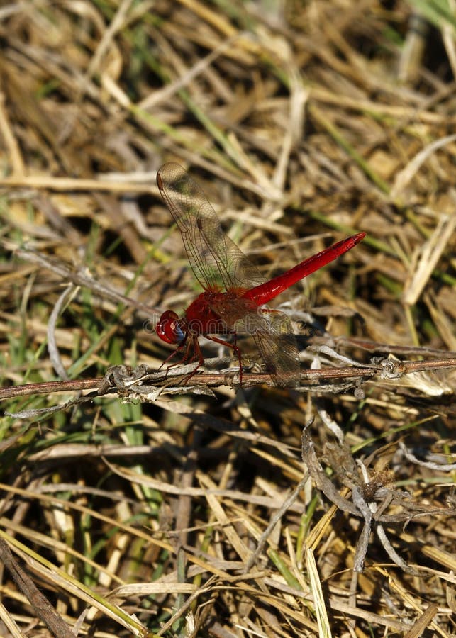 Red Dragonfly stock photo. Image of delta, dried, delicate - 92130776