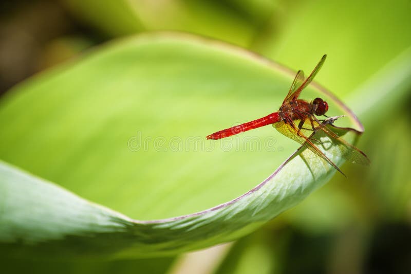 Red Dragonfly on a Large Green Leaf Stock Image - Image of plant ...