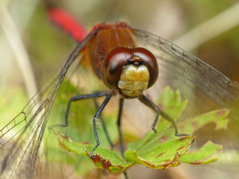 Red Dragonfly on Leaf 2 stock image. Image of closeup - 164942509