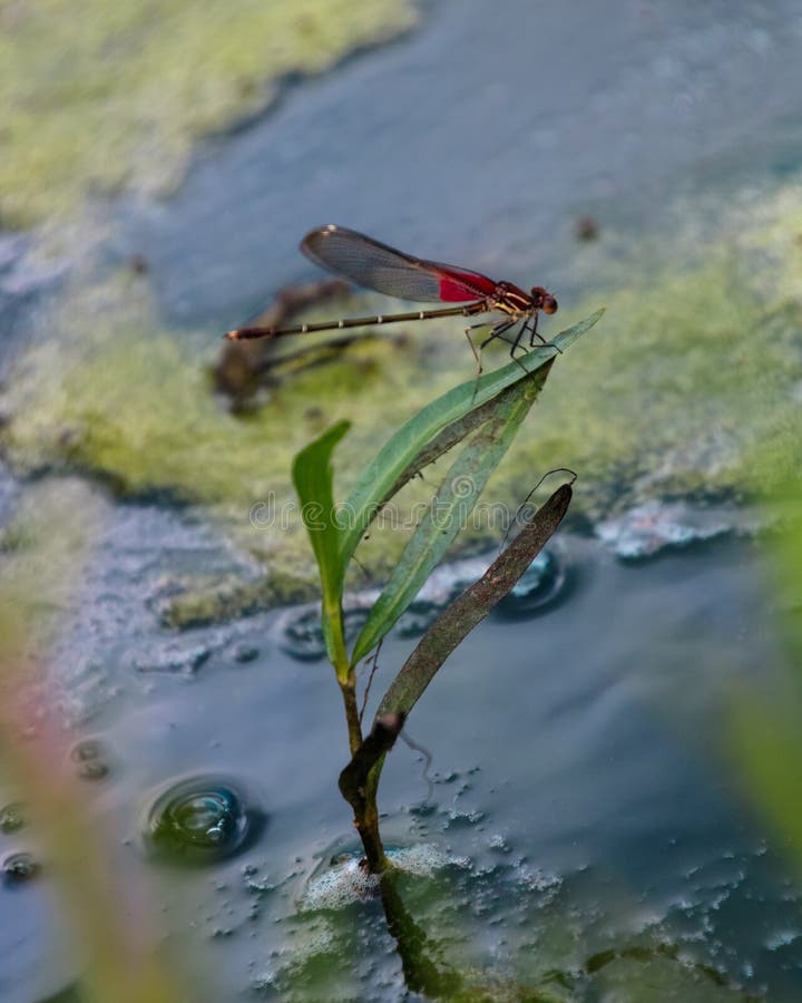 Red Dragonfly stock photo. Image of water, dragonfly - 96526038