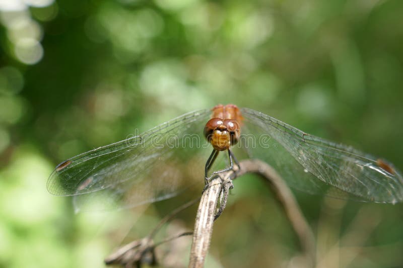 Red Dragonfly Looking at Camera Close-up with Green Forest Blurred in ...