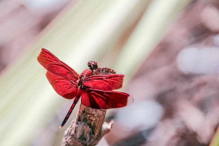 46,383 Dragonfly Macro Stock Photos - Free & Royalty-Free Stock Photos ...