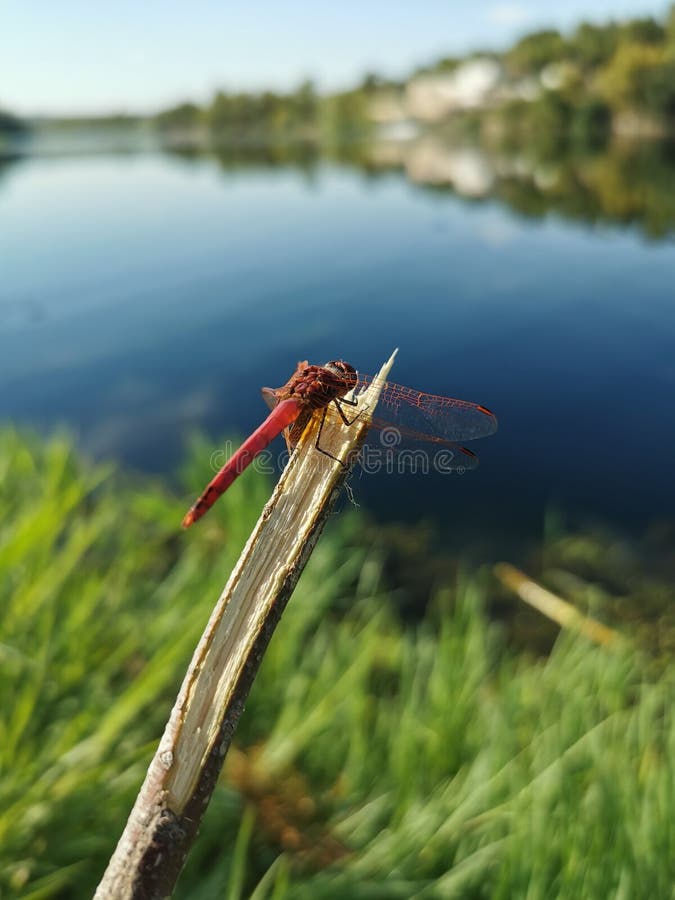 The Red Dragonfly, Near the River on a Tree Branch. Stock Image - Image ...