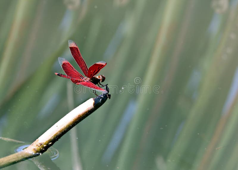 Red dragonfly stock image. Image of natural, nature, fragile - 31534201