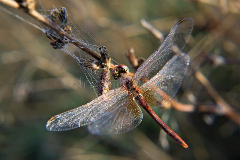 Dragonfly - Odonata with Outstretched Wings on a Blade of Grass. in the Background is a ...