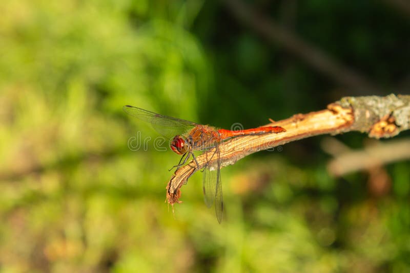 A Red Dragonfly with Outstretched Wings Sits on a Branch Near a Stream ...