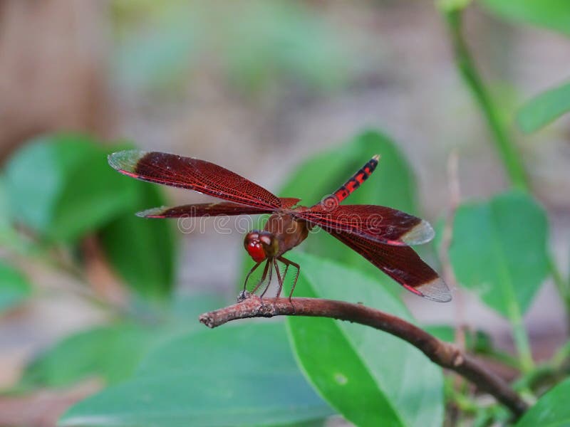 Red Dragonfly Perch on a Twig Stock Photo - Image of twig, invertebrate ...